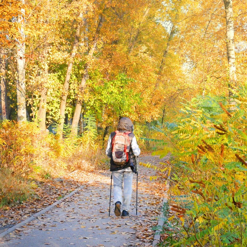 Man with Backpack Walks in the Autumn Forest. Hiking Alone in Forest ...