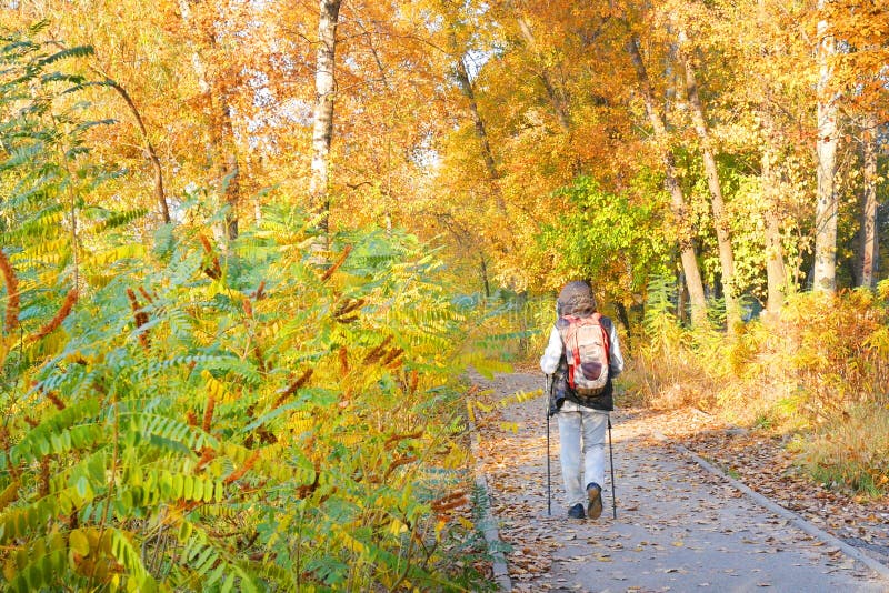 Man with Backpack Walks in the Autumn Forest. Hiking Alone in Forest ...