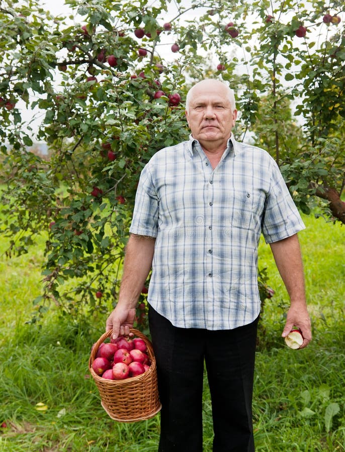 Man with basket of apples stock image. Image of monoculture - 37483193