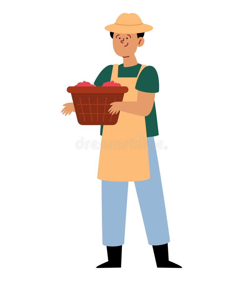 Man with a Basket Gathers Coffee Beans Stock Illustration ...
