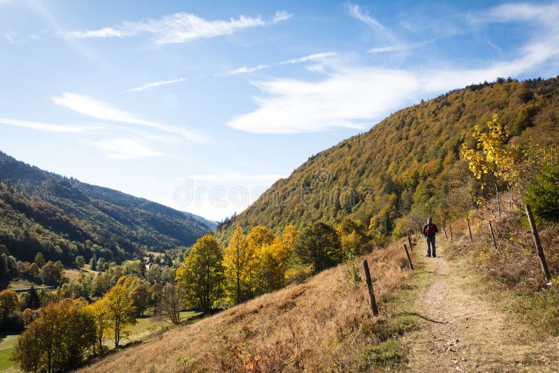 Man on a Beautiful Rustic Trail in the Black Forest, Germany Stock ...