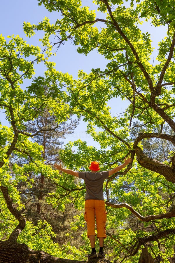 Man on big oak stock image. Image of leaf, spring, park - 219670367