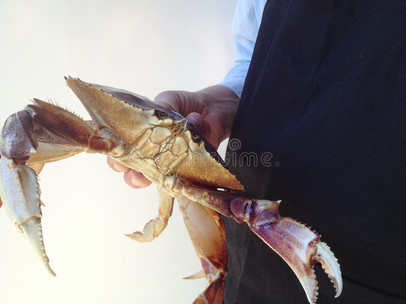 Man Holding Live Dungeness Crab Stock Photo - Image of apron, crab ...