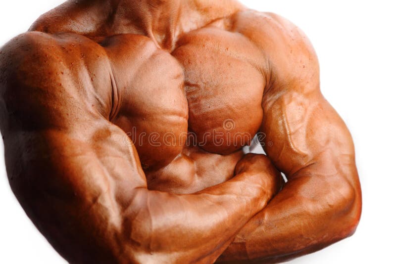 Man body stock photo. Image of biceps, health, muscular - 22597250