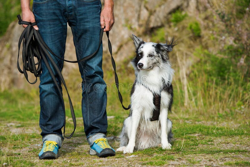 Man with a Border Collie Dog Stock Photo - Image of leash, lying: 103703168