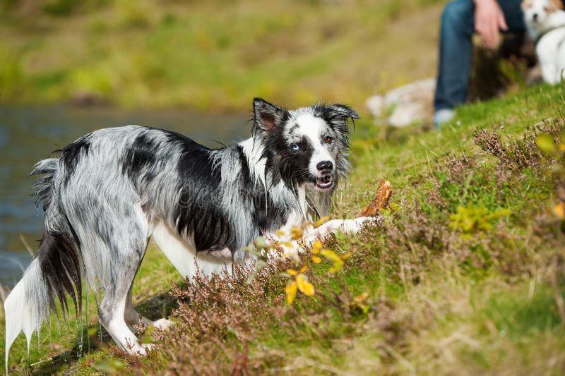 927 Border Collie Man Stock Photos - Free & Royalty-Free Stock Photos ...