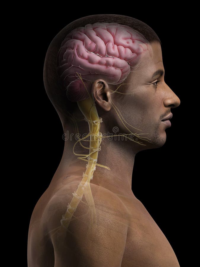 Man - brain and nerves stock illustration. Illustration of nerve - 39789160