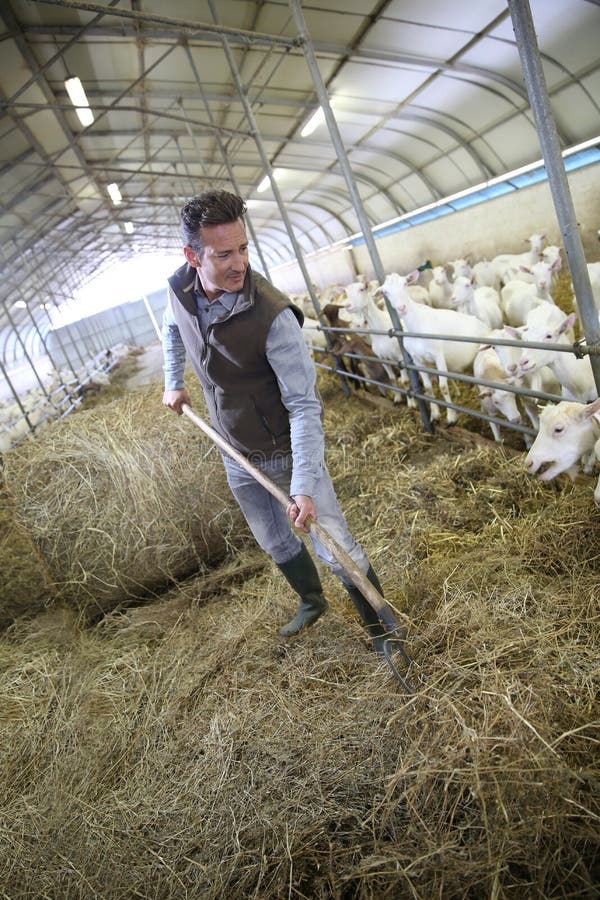 Man Breeder Working in Barn Collecting Hay Stock Image - Image of ...