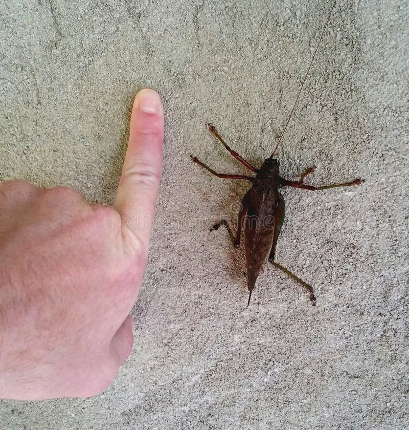 The man and the bug stock photo. Image of ecuador, insects - 117577898