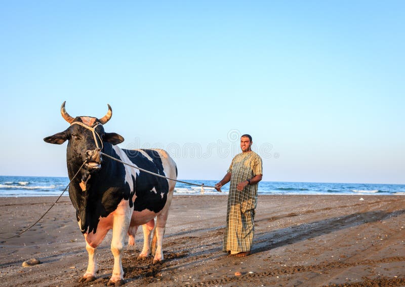 Man with bull on a beach editorial image. Image of middle - 148009515
