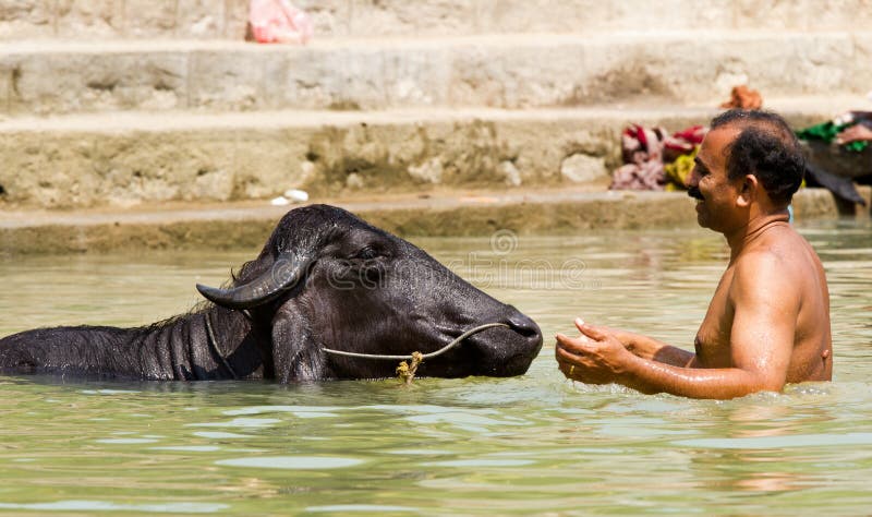 A Man with a Bull in a Pond Editorial Image - Image of scenic ...