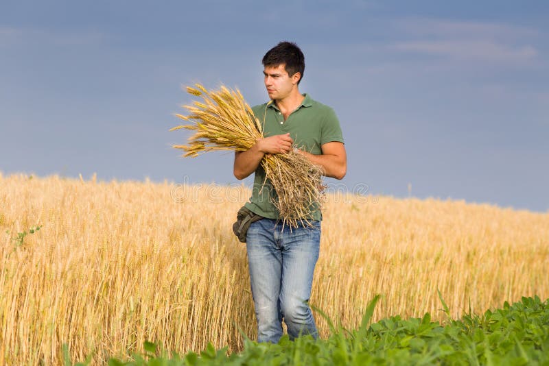 Man with bunch of wheat stock photo. Image of farmer - 41696840