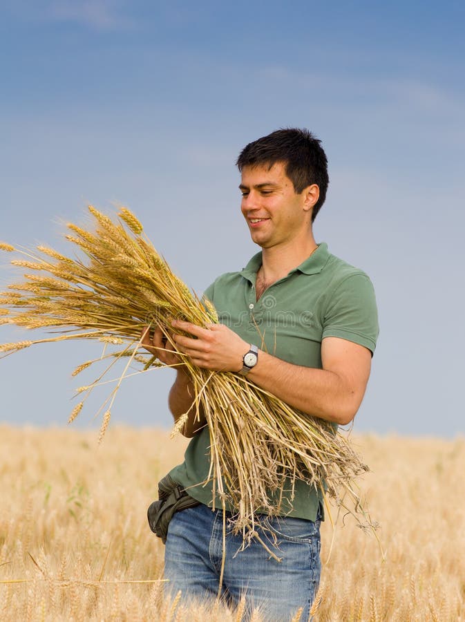 Man with bunch of wheat stock photo. Image of countryside - 41696972
