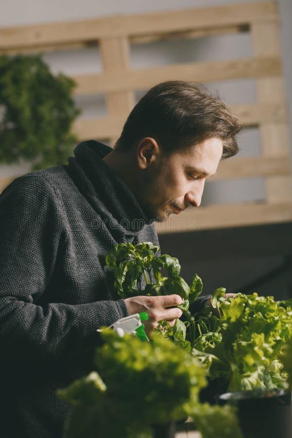 Man Carefully Growing and Checking Plants Stock Photo - Image of green ...
