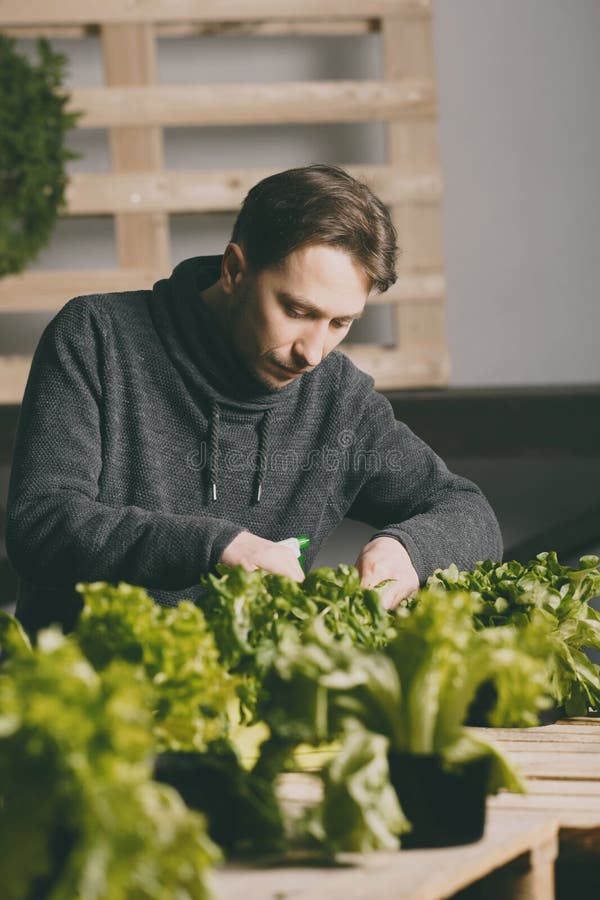 Man Carefully Growing and Checking Plants Stock Image - Image of ...