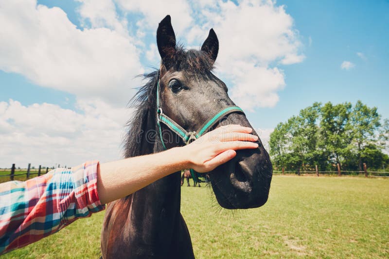 Man caress horse stock photo. Image of hoofed, affectionate - 95718832