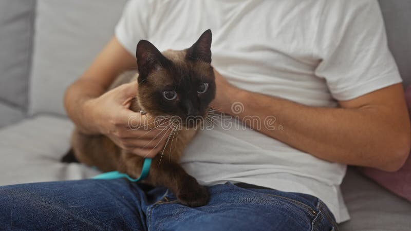 A Man Caresses a Siamese Cat while Sitting on a Sofa in a Cozy Indoor ...