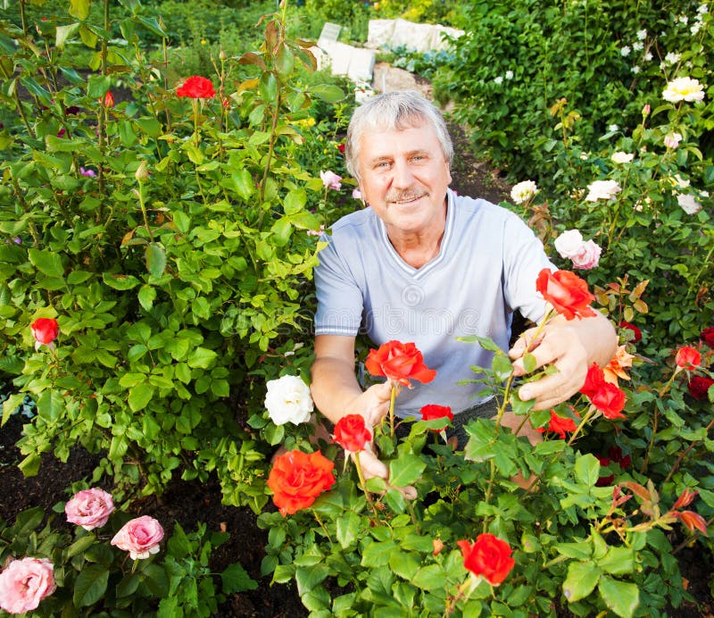 Man Caring for Roses in the Garden Stock Image - Image of mangardening ...