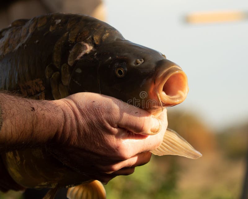 Man with a Carp Fish in His Hands Stock Photo - Image of male, hands ...