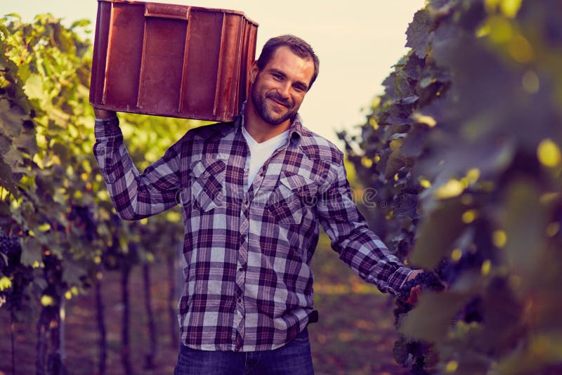 Man Carries Box Grapes Harvesting Stock Photos - Free & Royalty-Free ... Man Carries Box Grapes Harvesting Stock Photos - Free & Royalty-Free ...