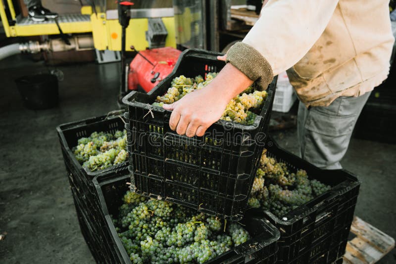A Man Carrying Boxes with Grapes Stock Photo - Image of farmer, fresh ...