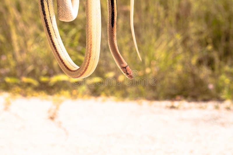 A Man Catch a Cobra by Hand Stock Image - Image of albino, everglades ...