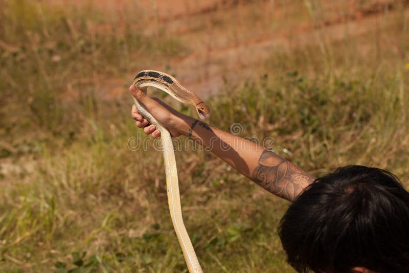 A Man Catch a Cobra by Hand Stock Photo - Image of dangerous, grass ...