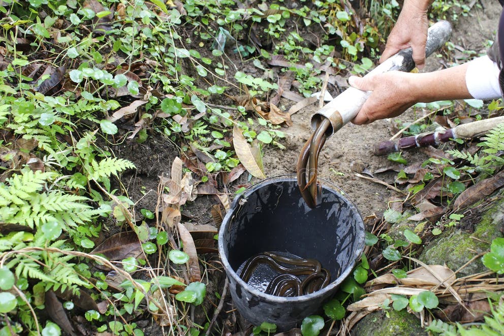 Man catching eel for food stock image. Image of eels - 40217391