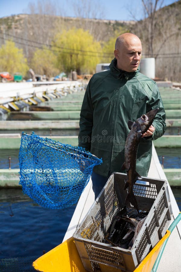 Man Catching Sturgeon at Fish Farm Stock Image - Image of demonstrating ...