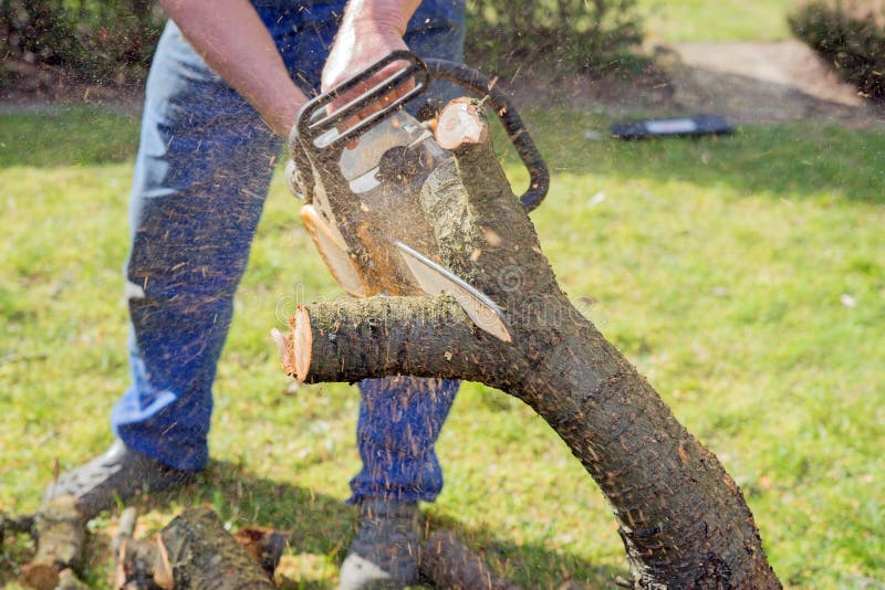 Man with Chainsaw Cutting the Tree Stock Photo - Image of cross, timber ...