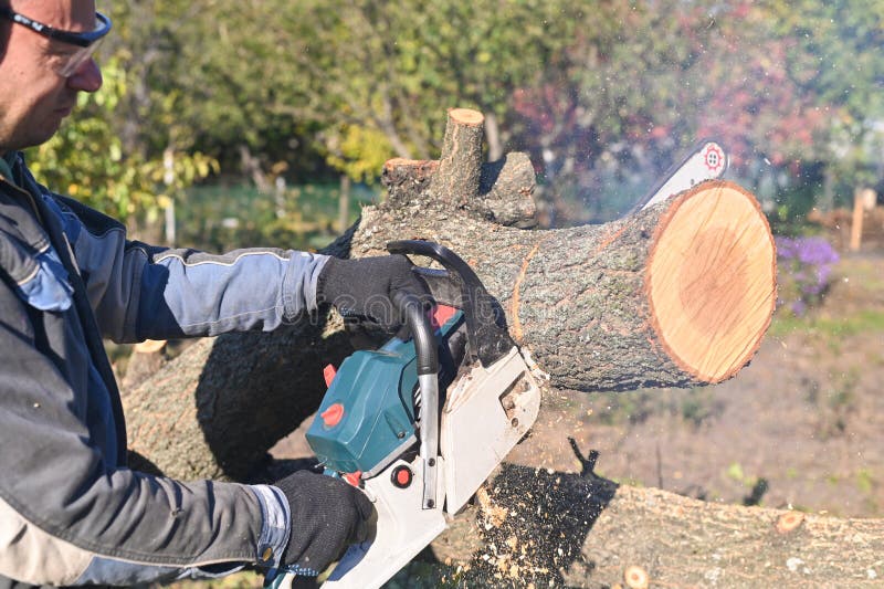 A Man with a Chainsaw in His Hands in the Process of Sawing a Tree ...