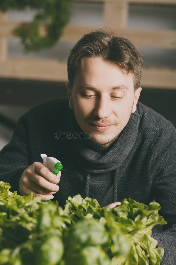 Man is Checking and Taking Care of Plants Stock Photo - Image of ...