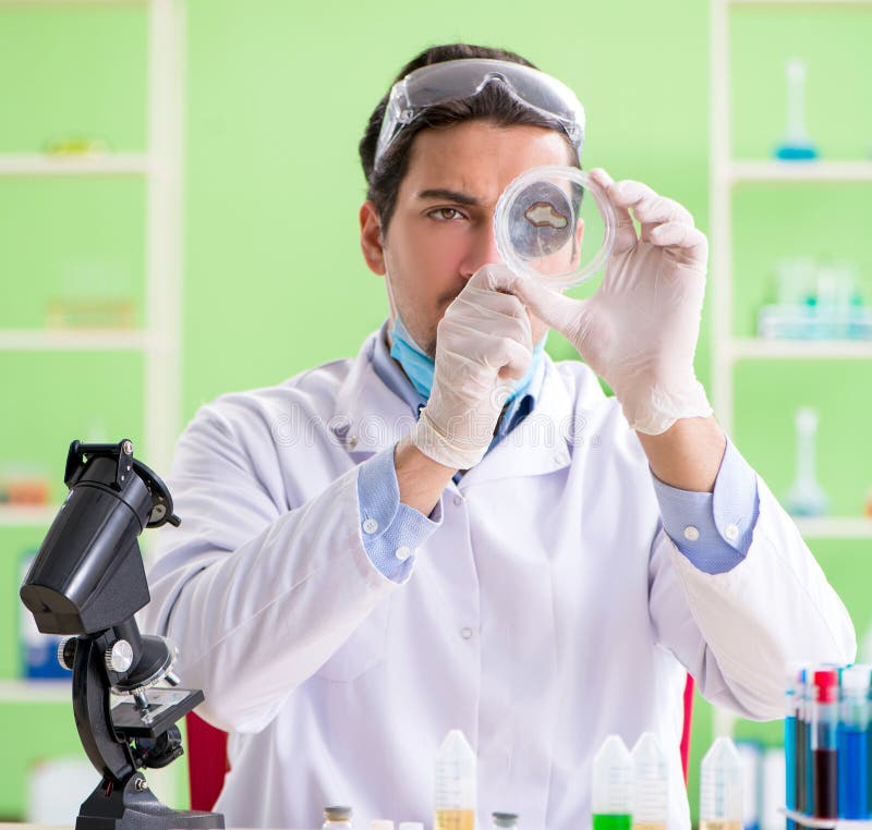 Man Chemist Working in the Lab Stock Photo - Image of microbiology ...