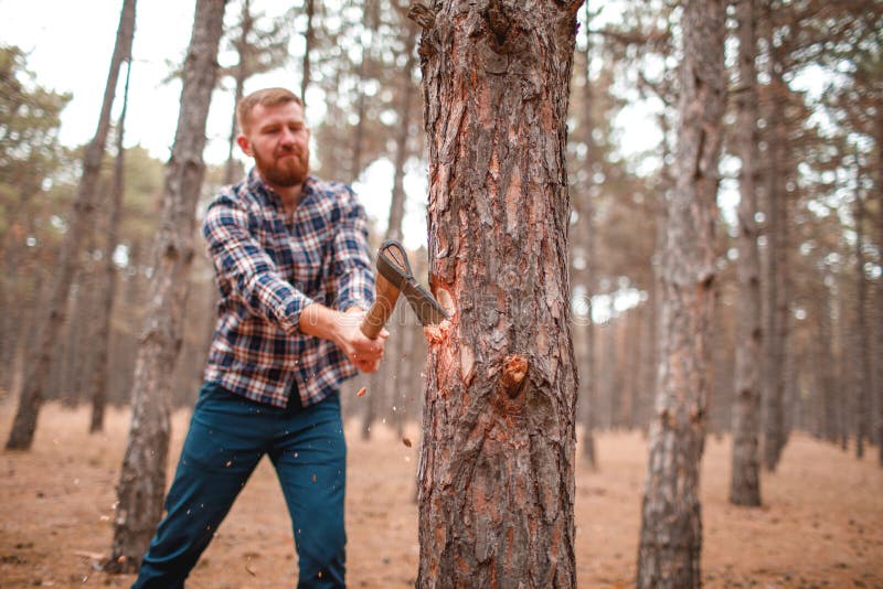 A Man Chopping a Tree in an Autumn Forest Stock Image - Image of leaves ...