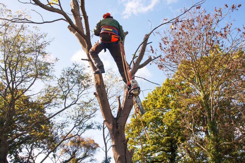 Man clambering up tree stock image. Image of trees, machine - 140289259