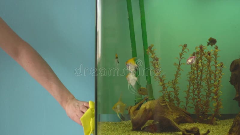 Man clean the aquarium stock video. Video of aquarium - 257010765