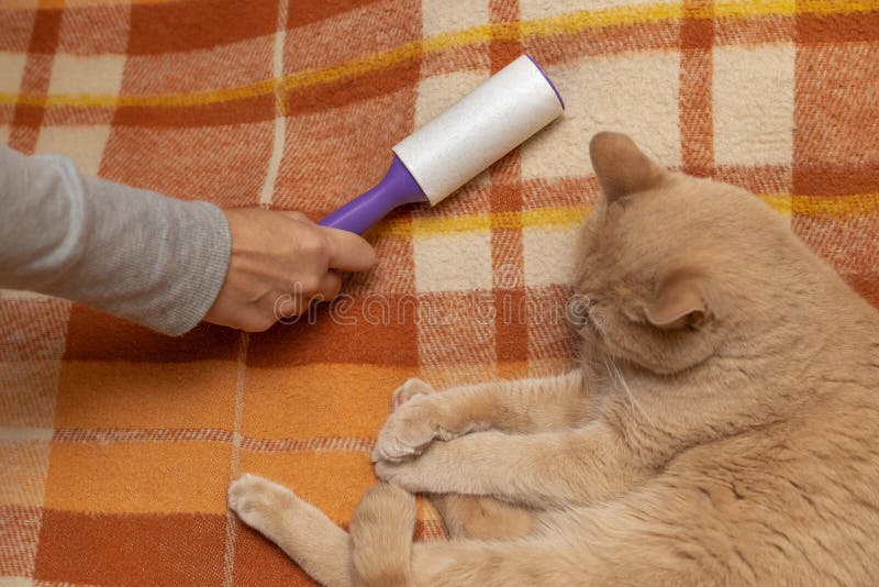 Man Cleans Clothes with a Roller from Cat Hair Stock Photo - Image of ...