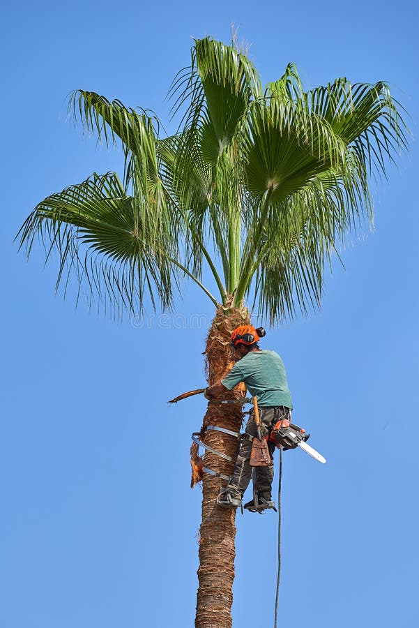 Man Climbed a Palm Tree,man Cleans a Palm Editorial Photo - Image of ...