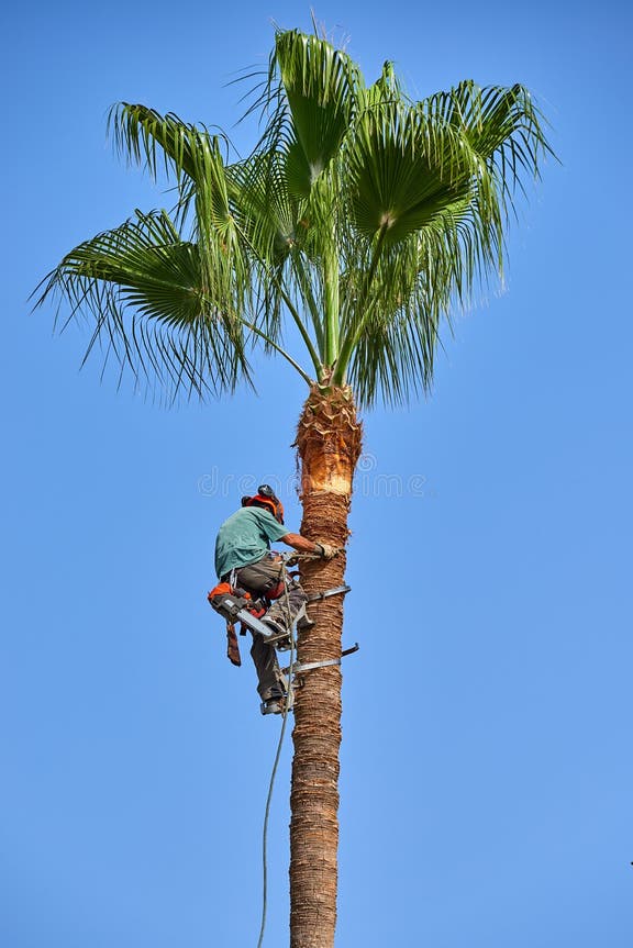 Man Climbed a Palm Tree,man Cleans a Palm Editorial Image - Image of ...