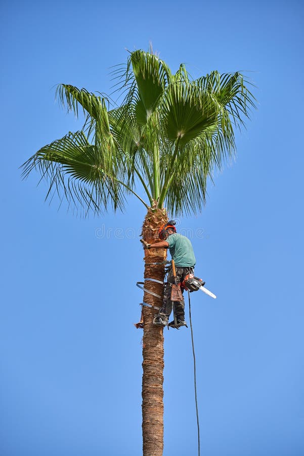 800 Man Working Palm Tree Stock Photos - Free & Royalty-Free Stock ...