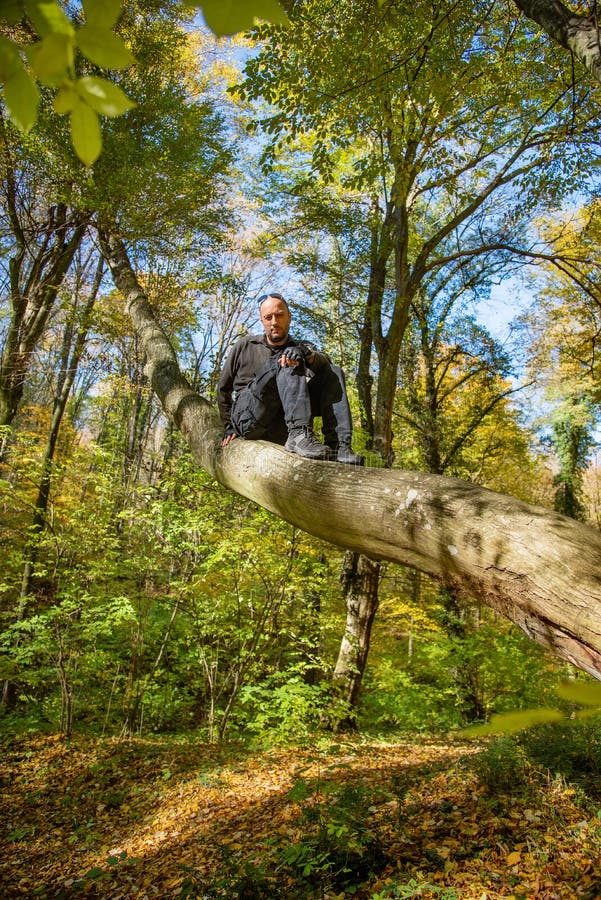 Man Climbed on Tree. Man Sitting in a Tree in an Autumn Forest Stock ...