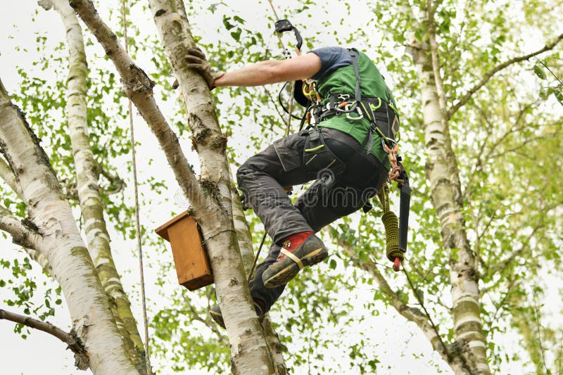 Man Climber on a Tree To Trim Branches Stock Image - Image of climb ...