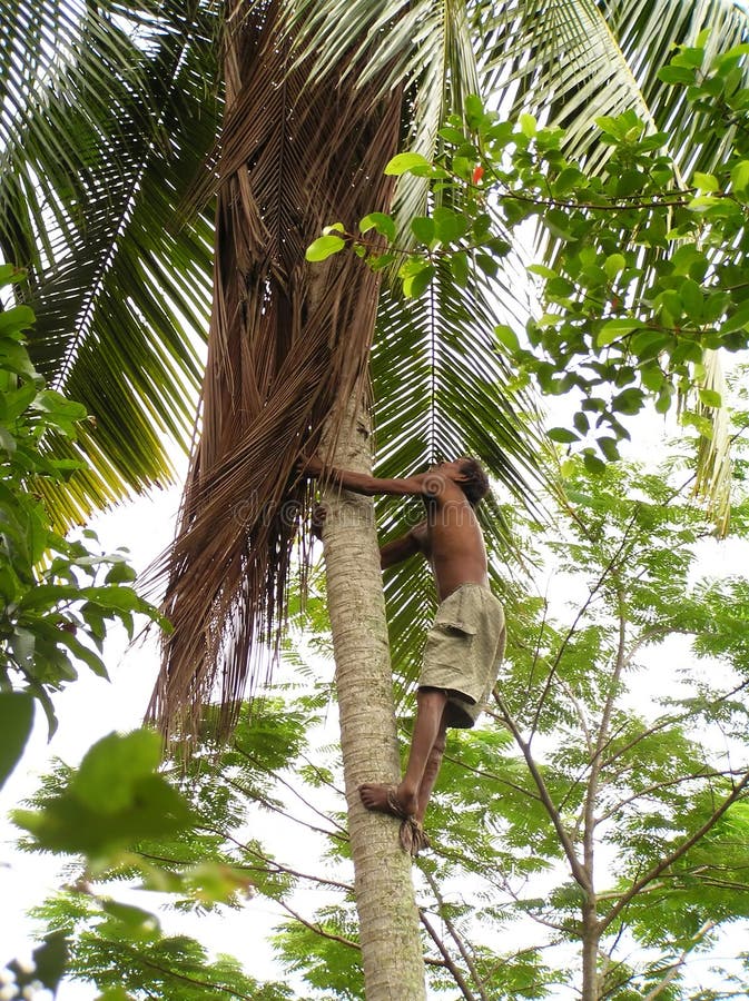 Man climbing coconut tree stock photo. Image of tree, coconut - 1014632