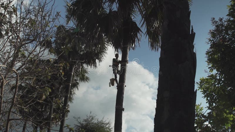 A Man Climbing Down from a Palm Tree Stock Video - Video of asia ...