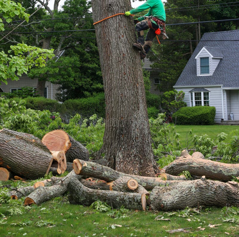 Man Climbing Down Tree after Cutting Down Large Branches Stock Photo ...