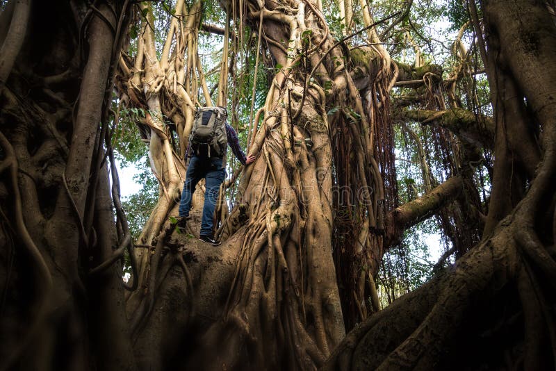 Man Climbing an Enormous Tree Stock Photo - Image of human, moss: 72469472