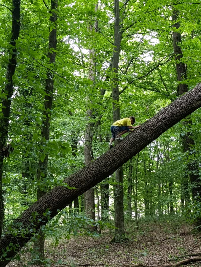 A Man Climbing a Fallen Tree in the Woods Stock Image - Image of fall ...