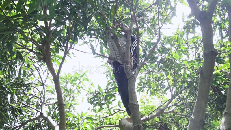 Man Climbing Mango Tree and Throwing Mangoes while Another Catches in ...