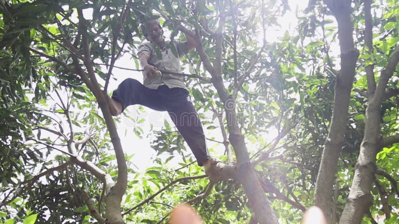 Man Climbing Mango Tree and Throwing Mangoes while Another Catches in ...