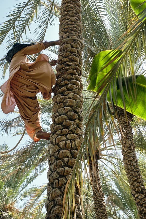 Man Climbing the Palm Tree in Al Ain Oasis in Abu Dhabi Stock Image ...